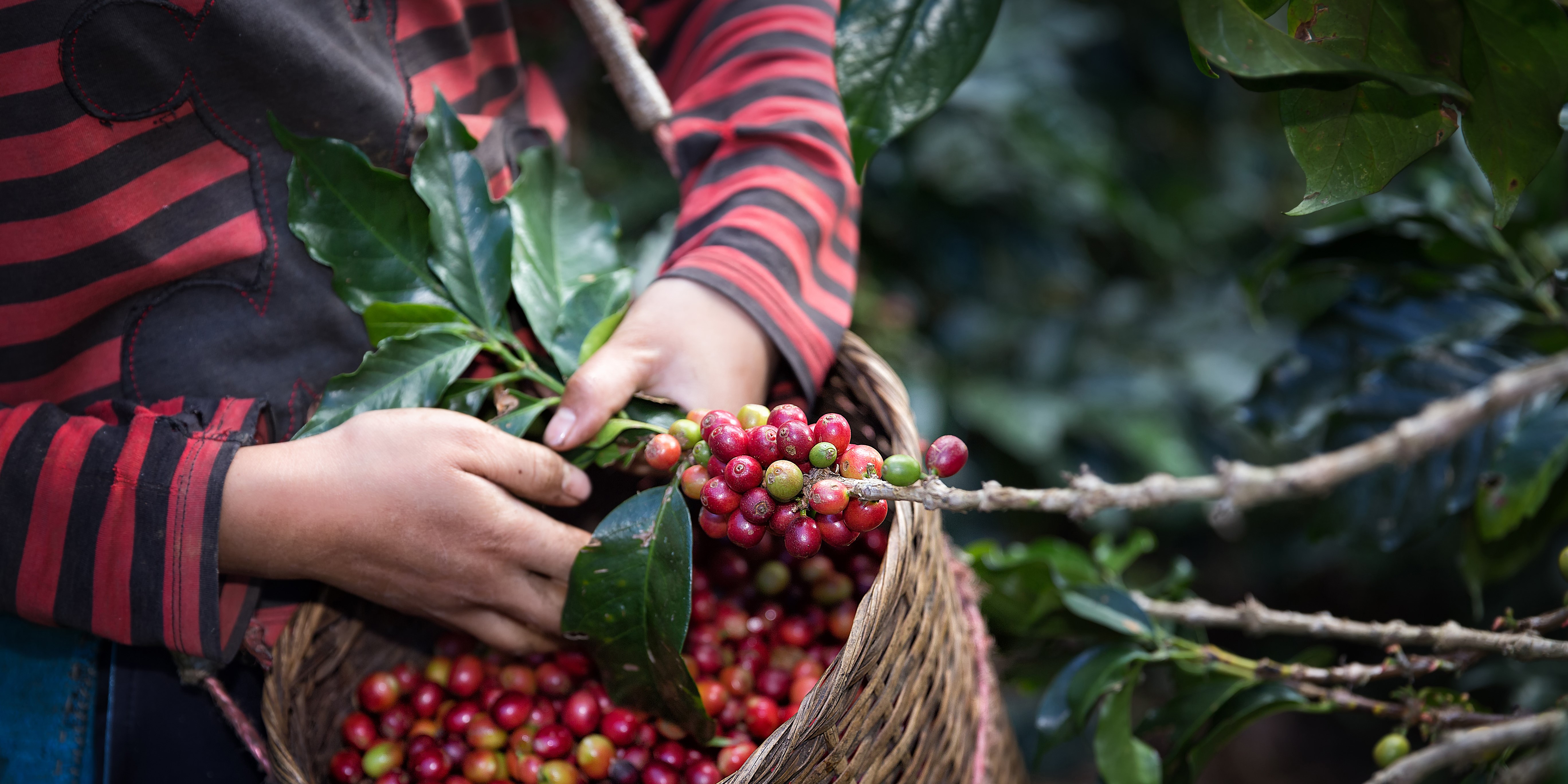 Specialty Java Inc.: Java Junkie Forum